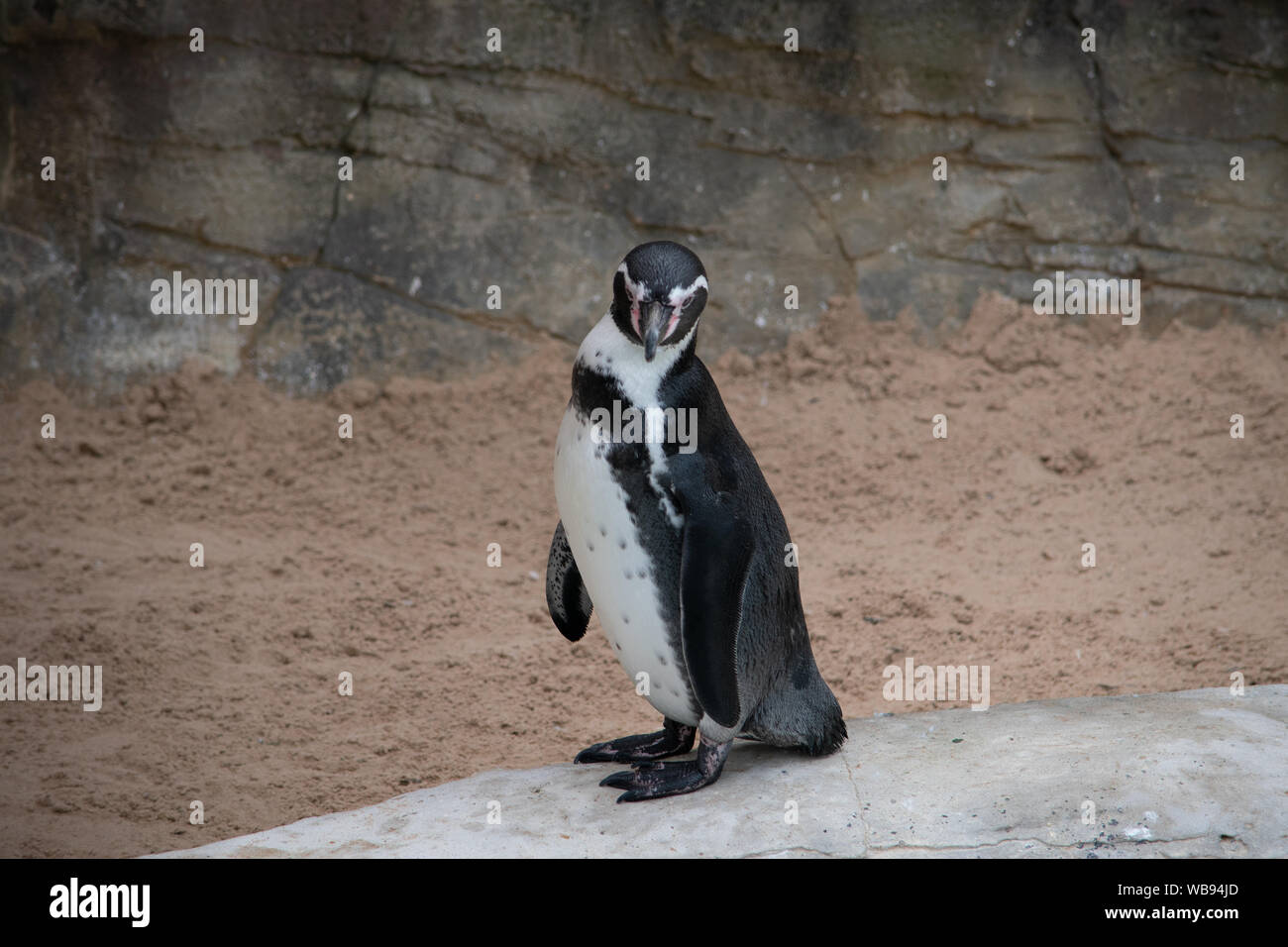 Humboldts penguins hi-res stock photography and images - Alamy