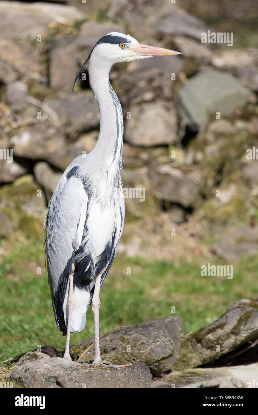 Ornithology plumage portrait water wildlife wing hi-res stock ...