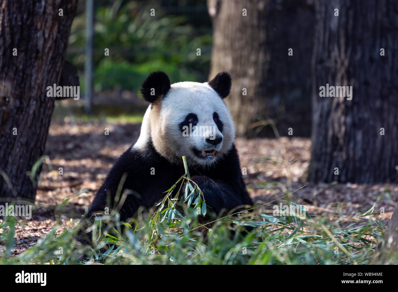 Calm panda hi-res stock photography and images - Alamy