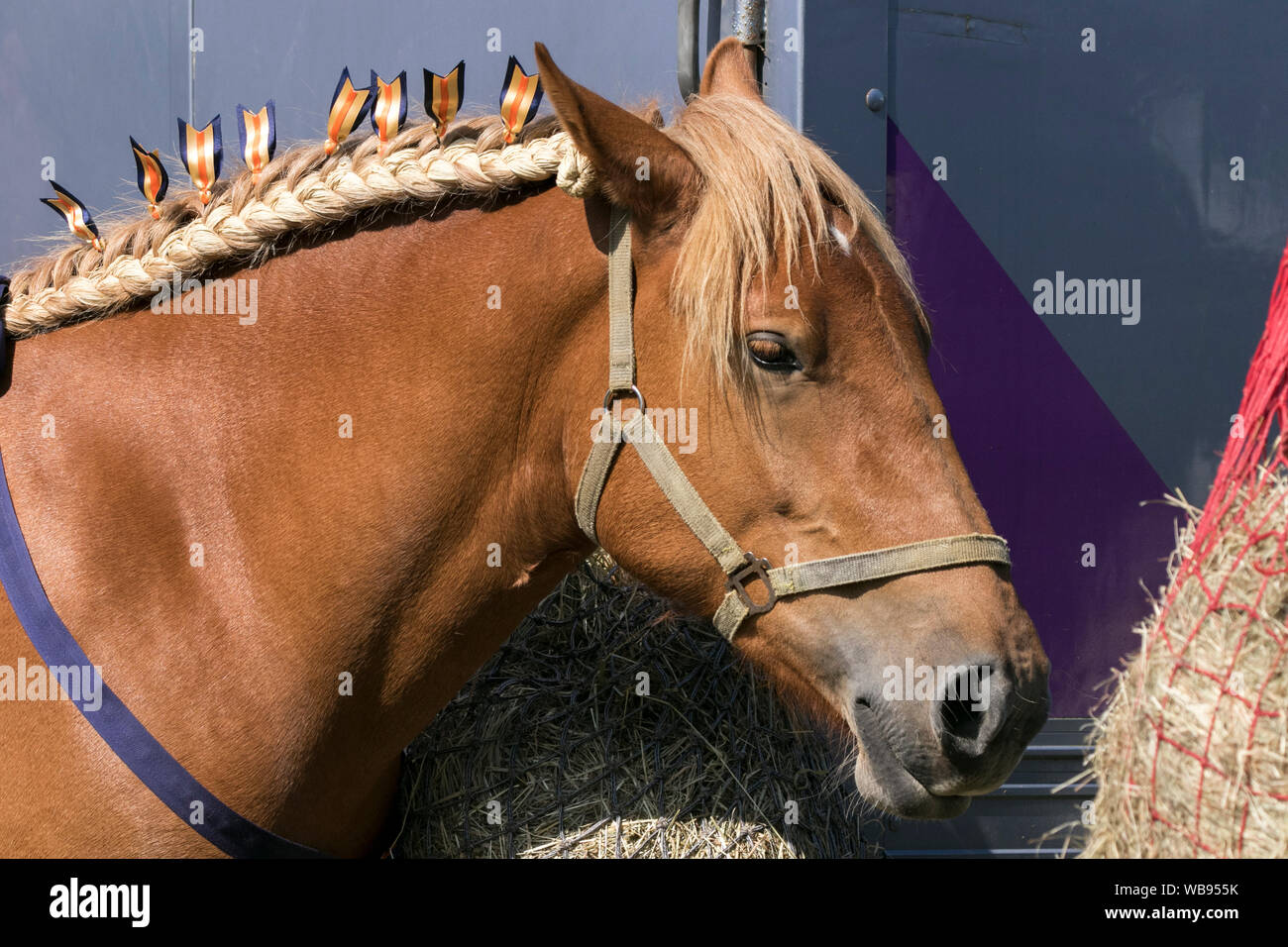 Horse Tail With Short Styles