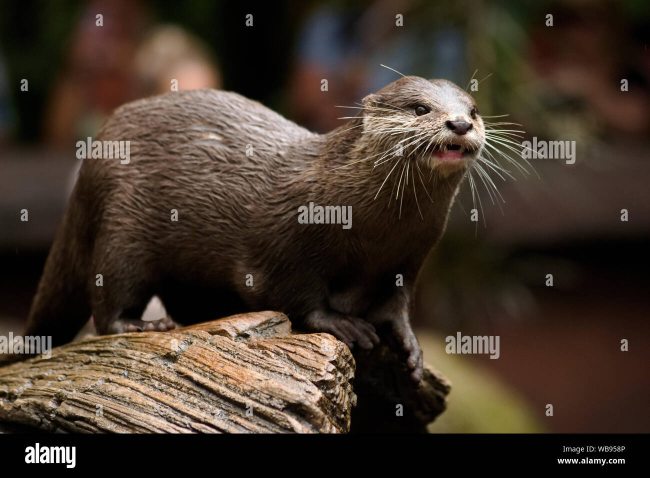 Otter at feeding time at Australia Zoo Stock Photo - Alamy