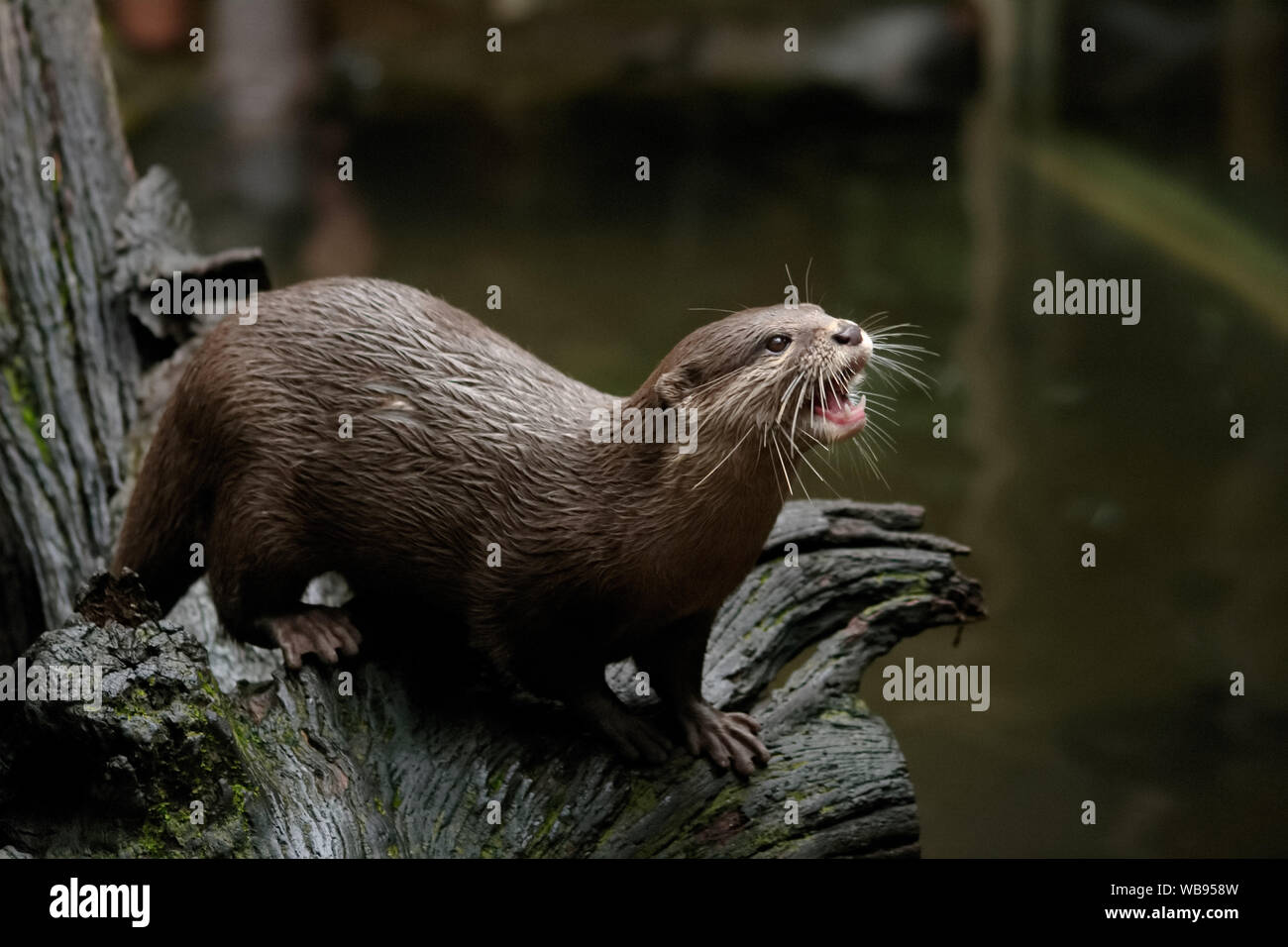 Otter at feeding time at Australia Zoo Stock Photo - Alamy