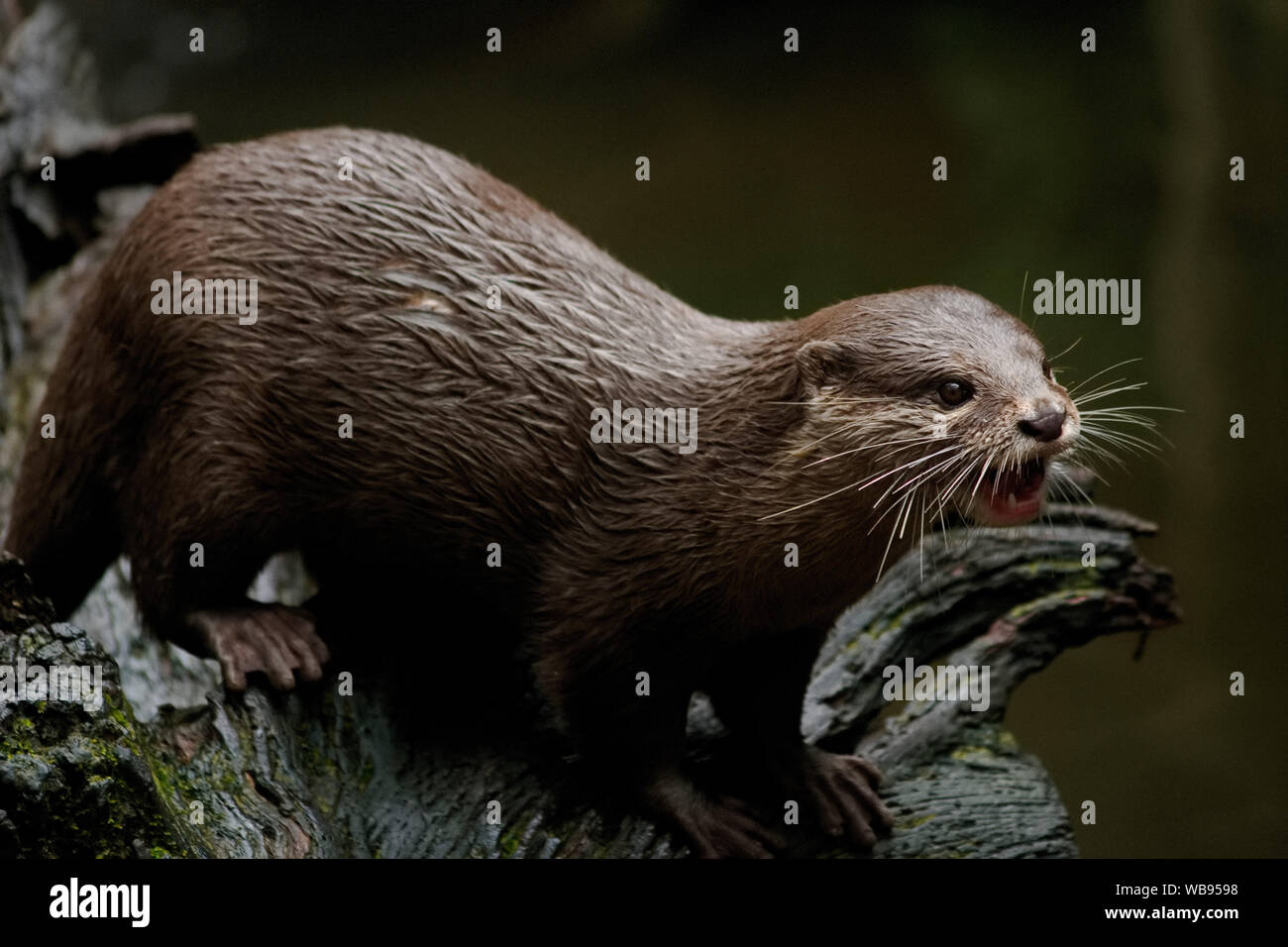 Otter at feeding time at Australia Zoo Stock Photo - Alamy
