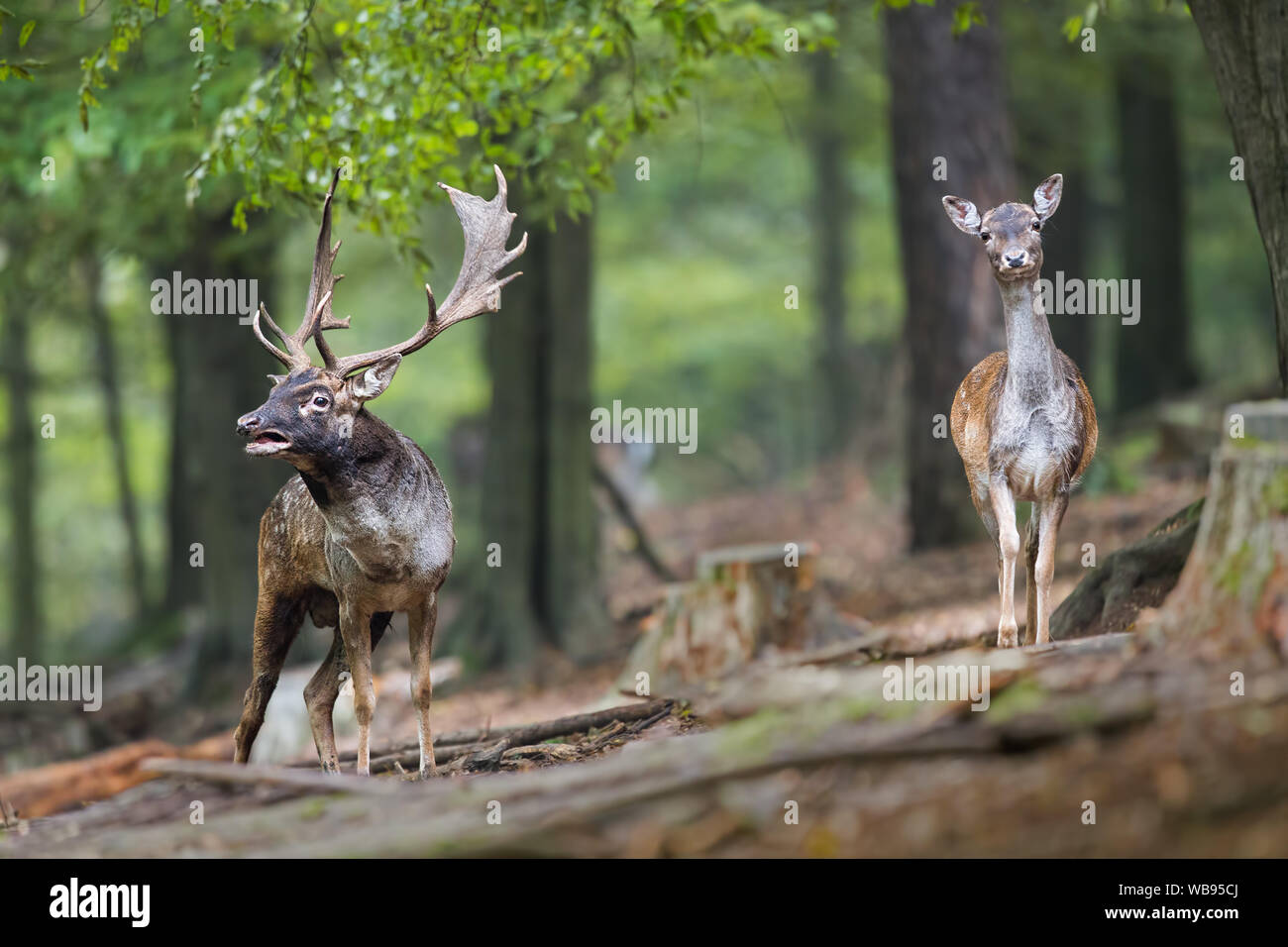 Fallow deer roaring in the forest during rutting season with hind Stock ...