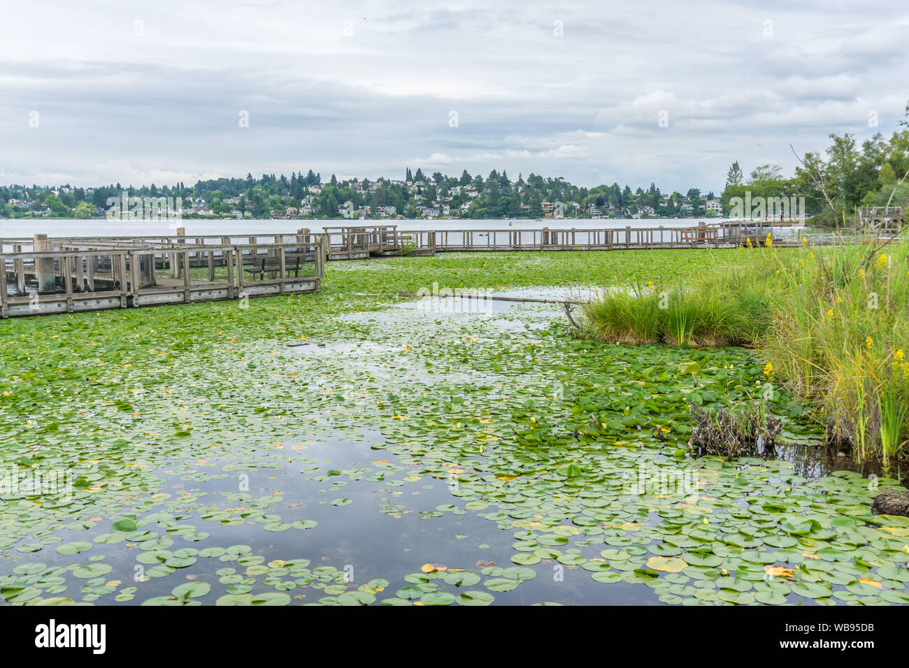 A wooden walkway over water at the Seattle Arboretum Stock Photo - Alamy