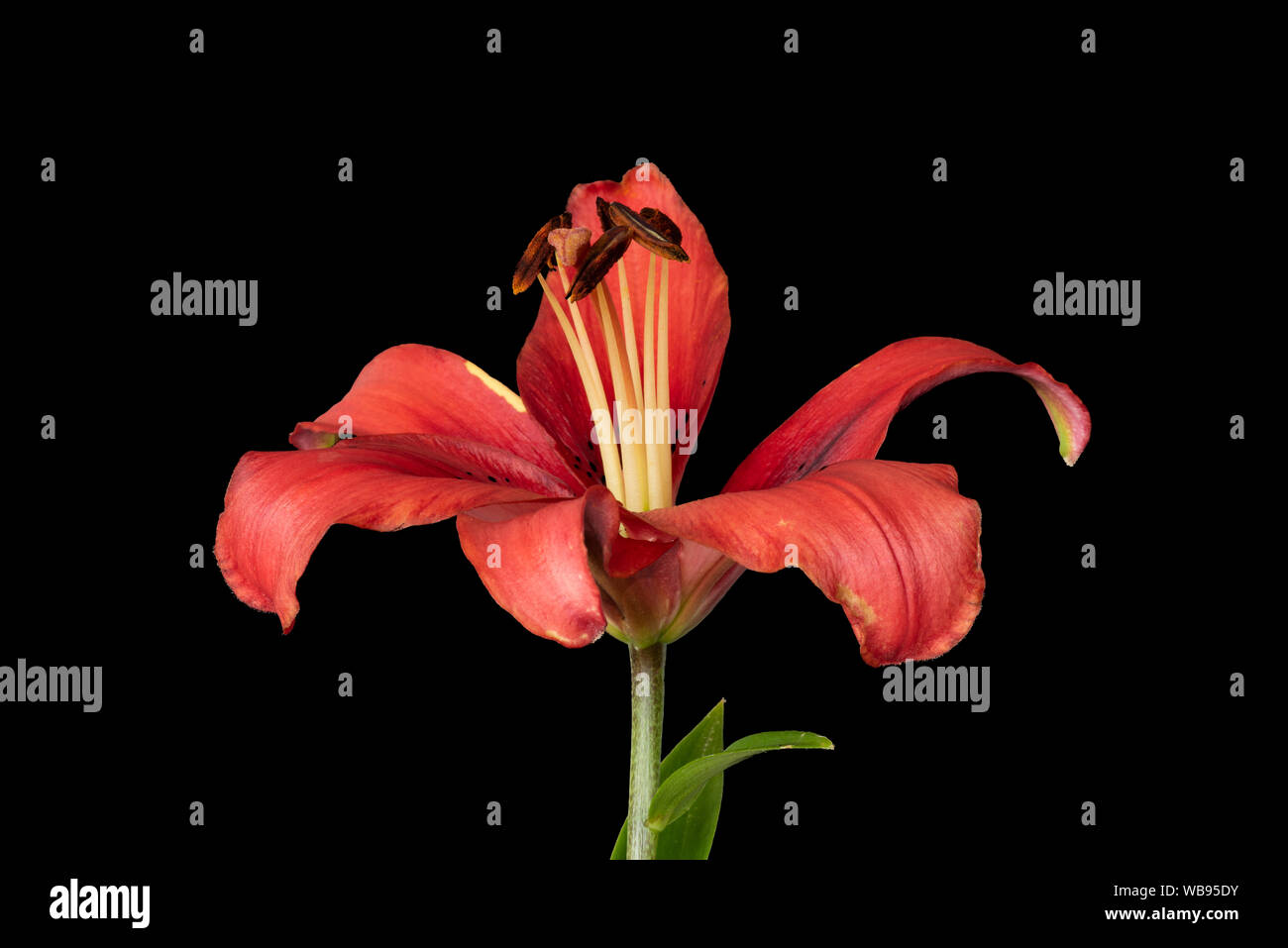wide open red lily blossom on black background, still life color macro ...