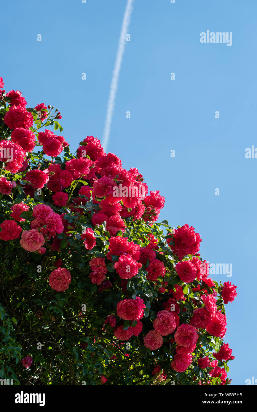Rose under the sky hi-res stock photography and images - Alamy