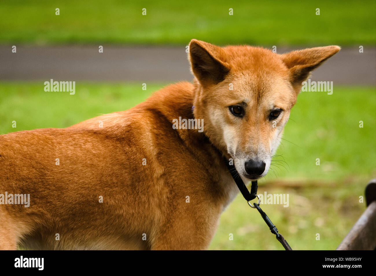 Dingo dog face hi-res stock photography and images - Alamy