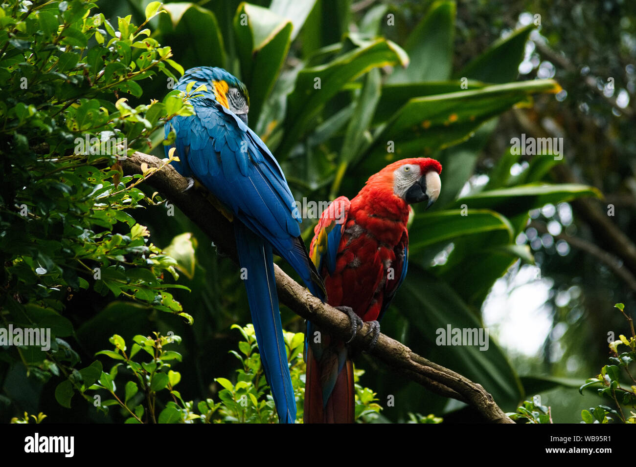 Portrait of colorful parrots against jungle background in australia zoo ...
