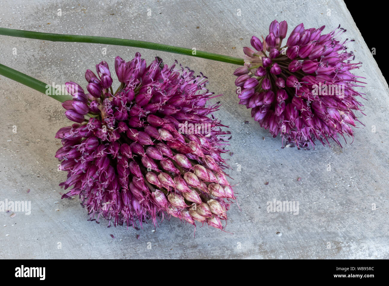 Filigree concrete hi-res stock photography and images - Alamy