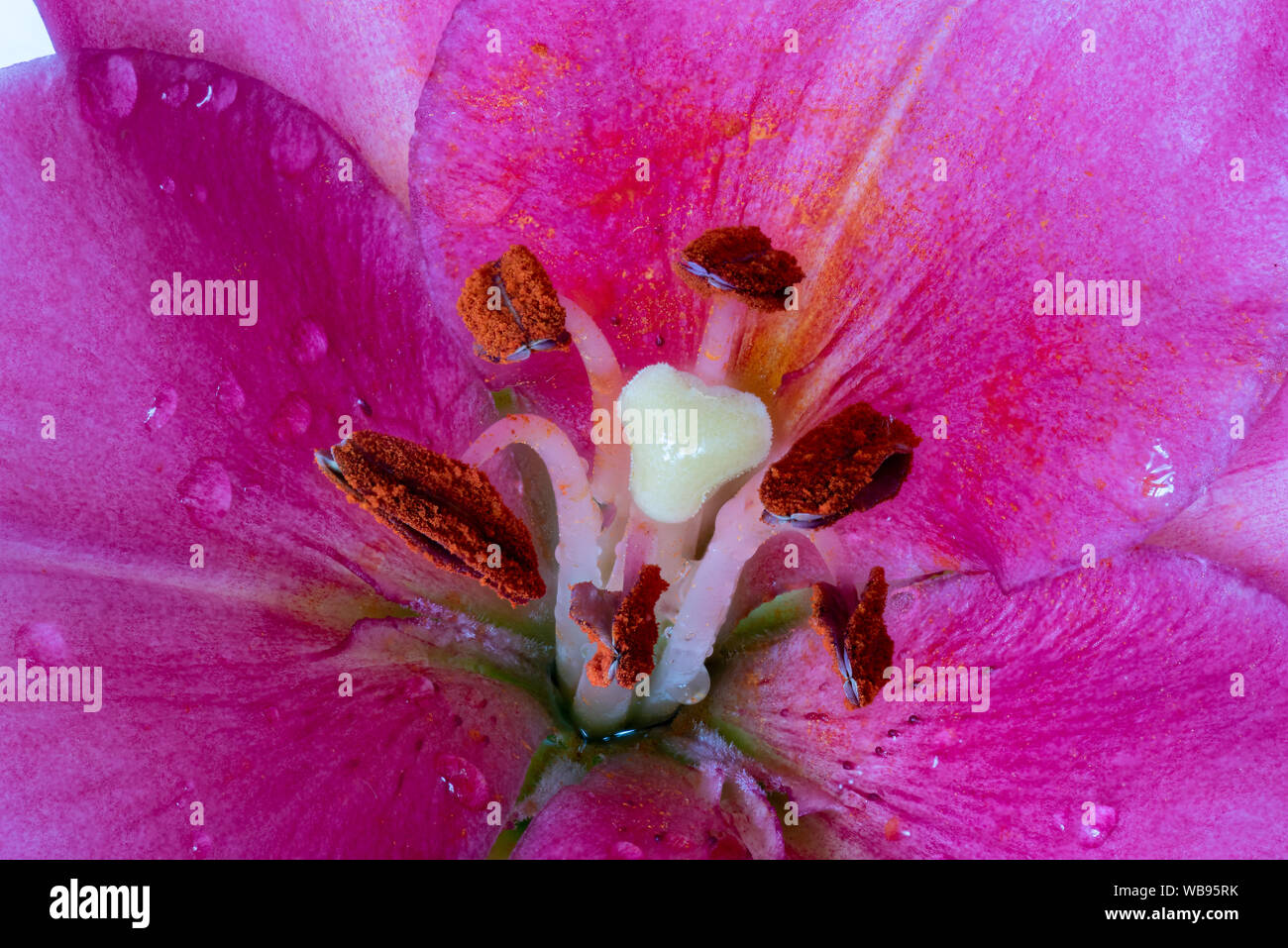 Inner heart red pink lily with rain drops macro with detailed texture ...