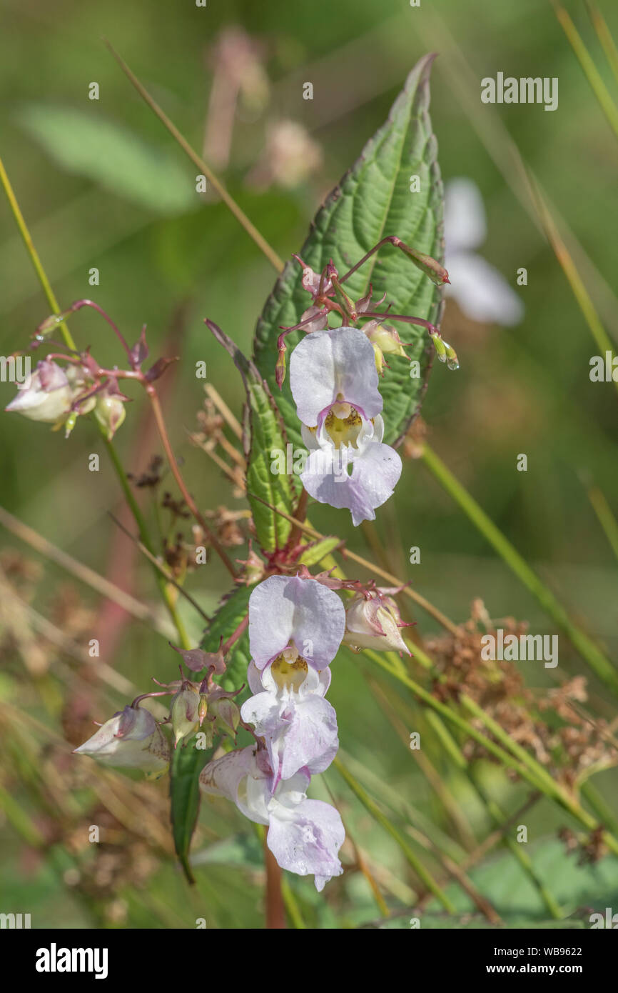Flowers and upper leaves of the troublesome Himalayan Balsam ...