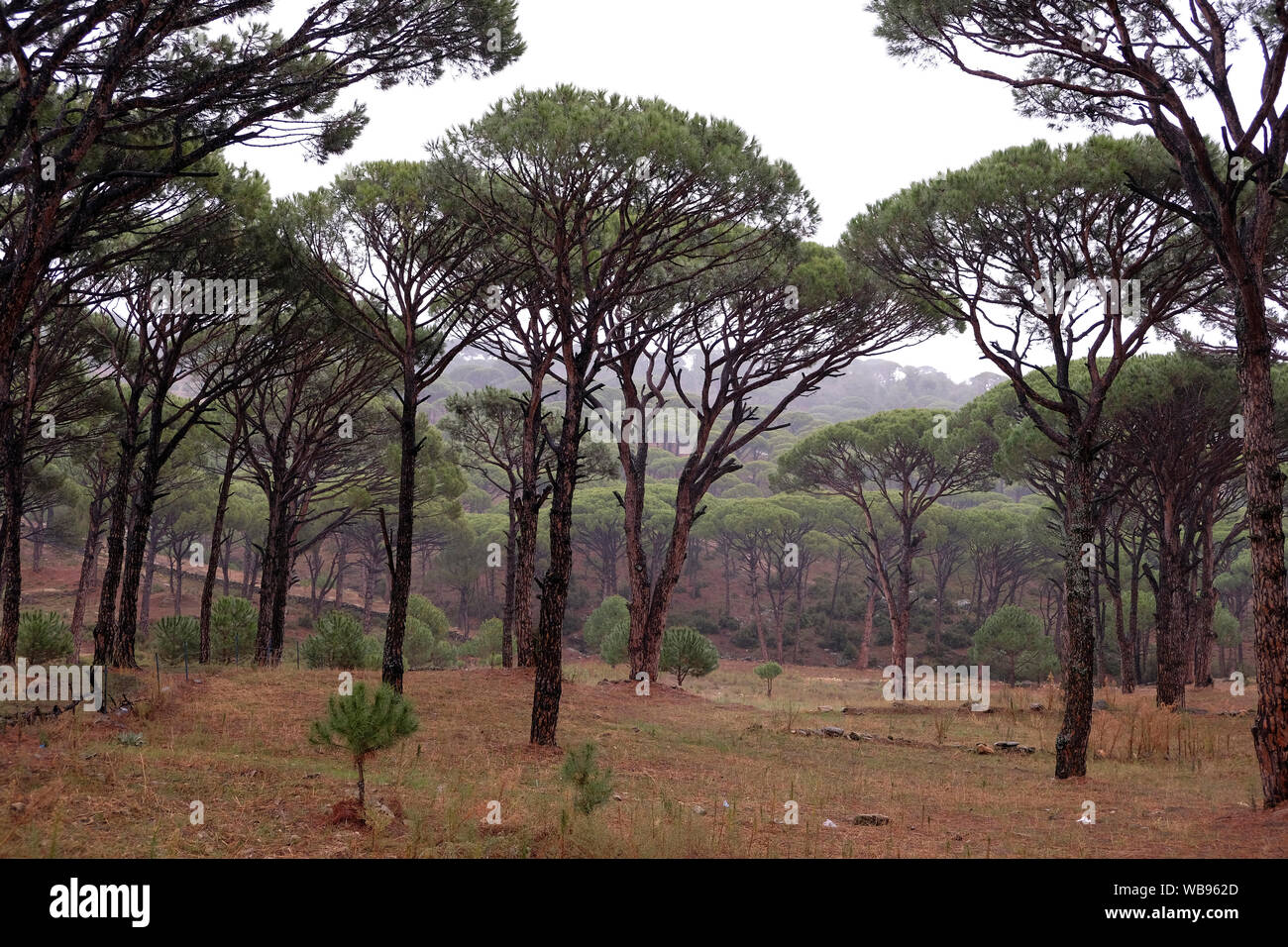 Peanut pine trees create beautiful images especially in the Aegean ...