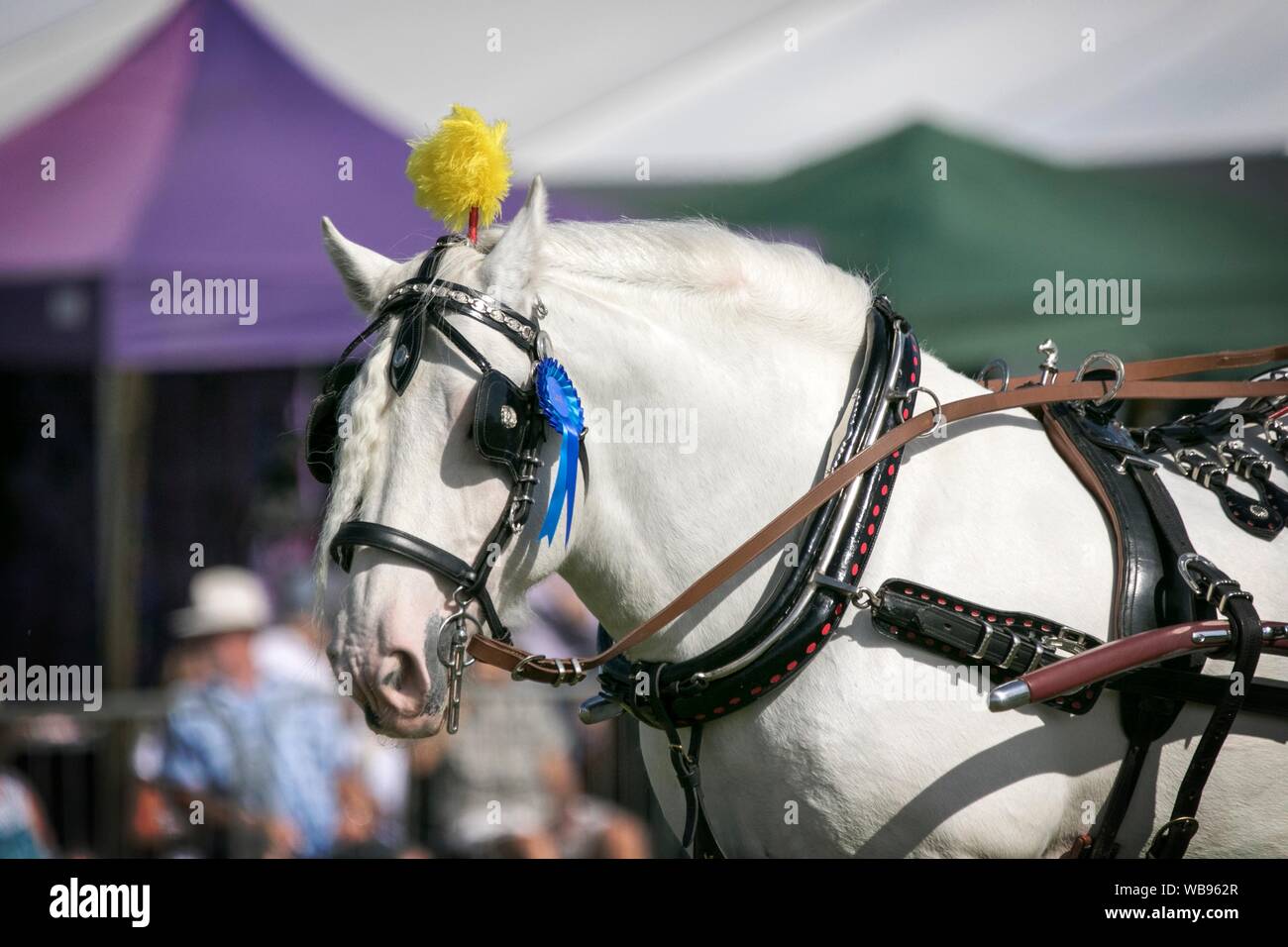 Dray horse cart cob on display at the Chipping farm & agriculture show ...