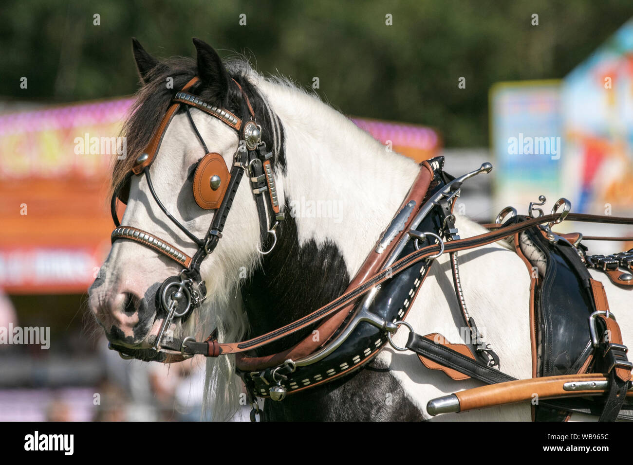 Dray horse hi-res stock photography and images - Alamy