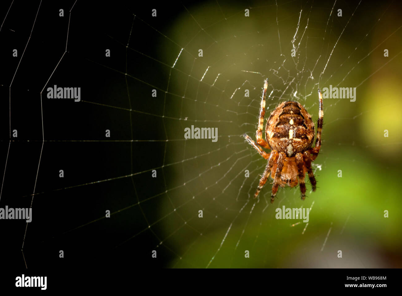 Common garden spider in the back garden Stock Photo - Alamy