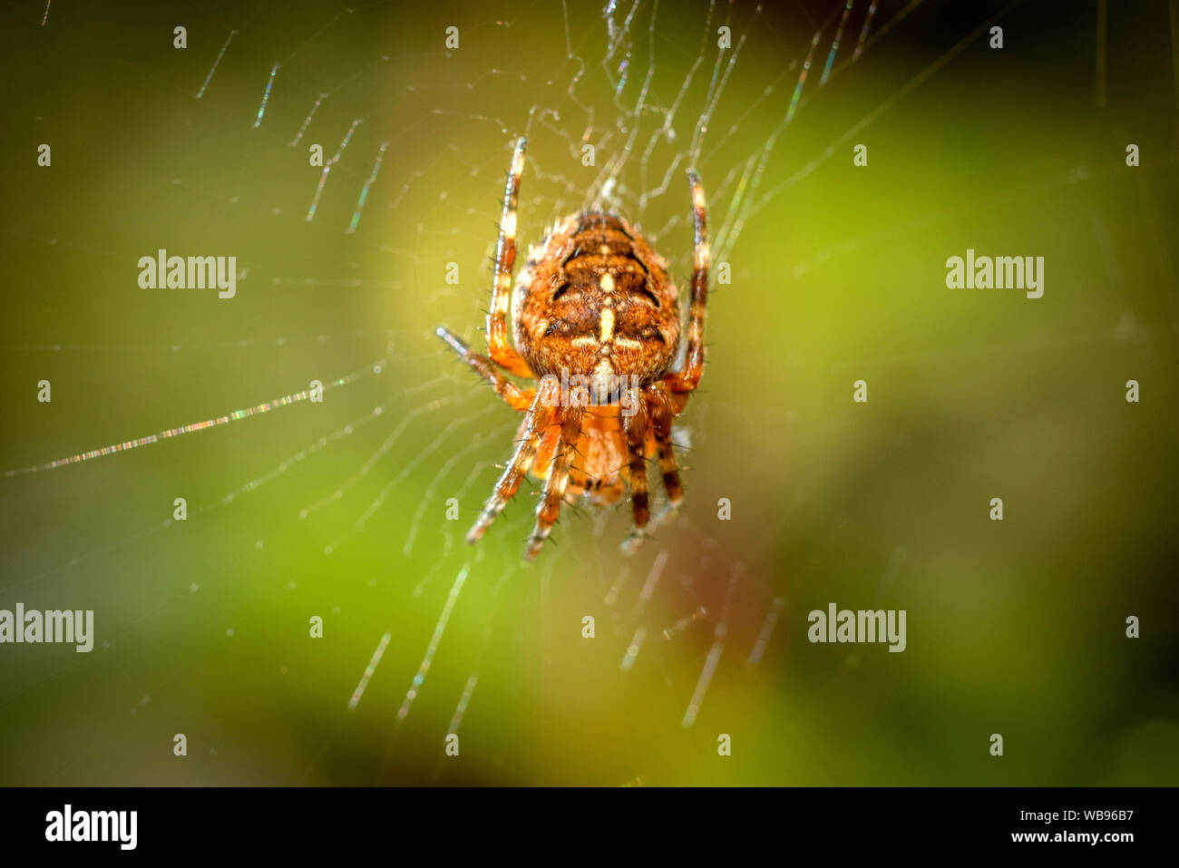 Common garden spider in the back garden Stock Photo - Alamy