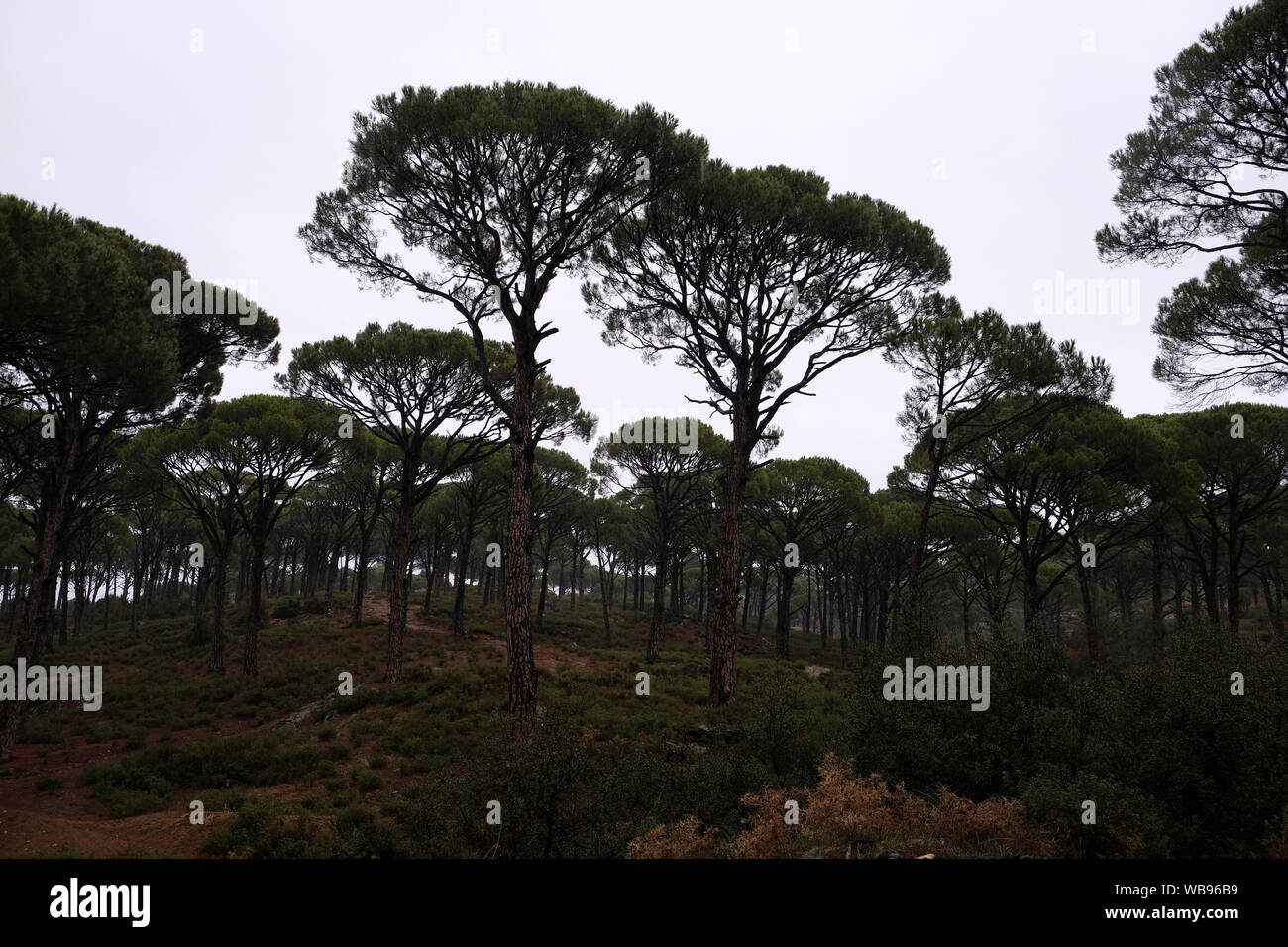 Peanut pine trees create beautiful images especially in the Aegean ...