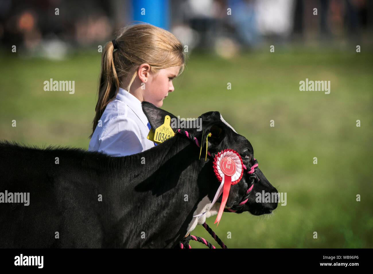 Chipping Agricultural Society 2019 in the Forest of Bowland, UK. Animal ...