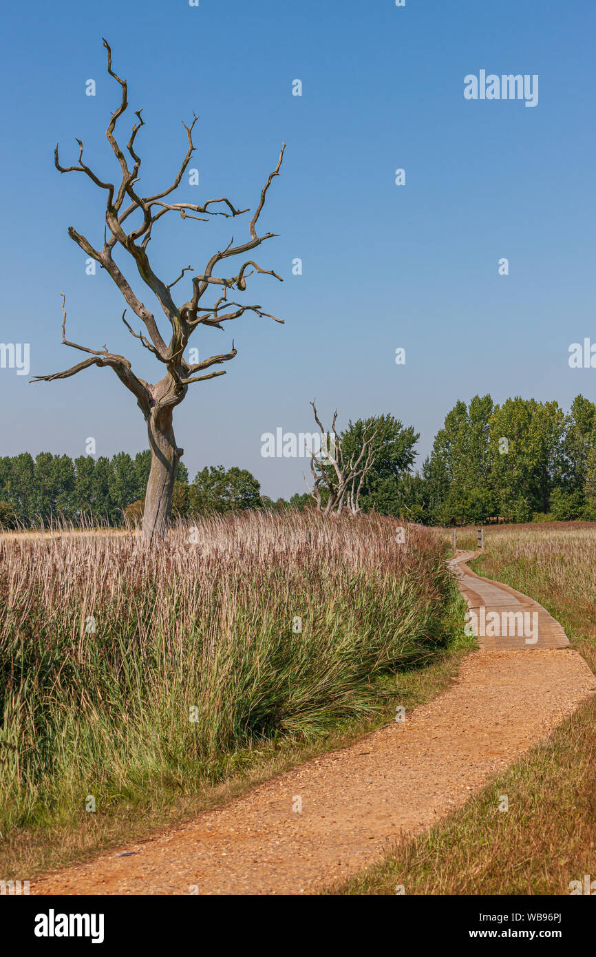 footpath over salt marshes between iken and snape in suffolk uk ...