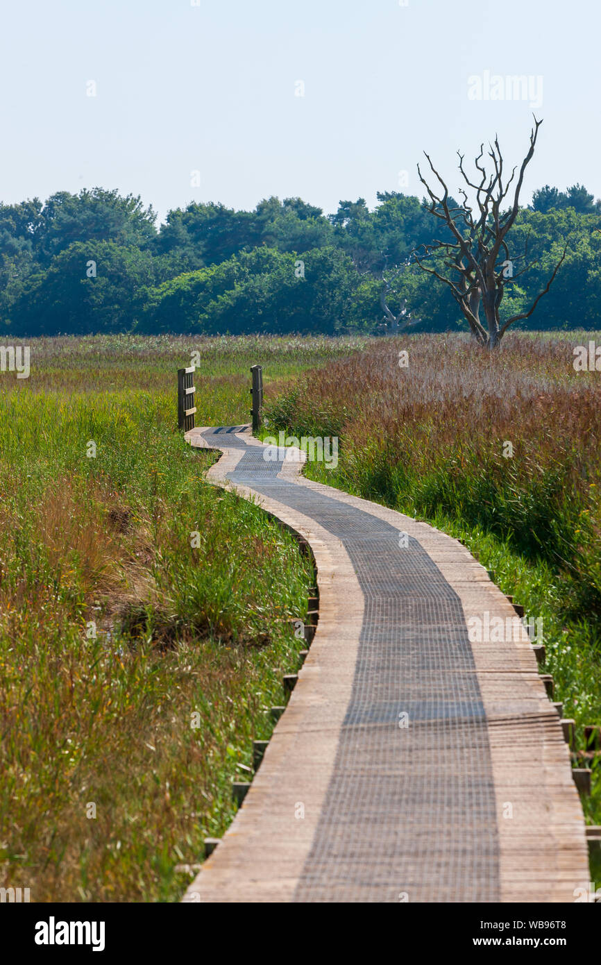 footpath over salt marshes between iken and snape in suffolk uk ...
