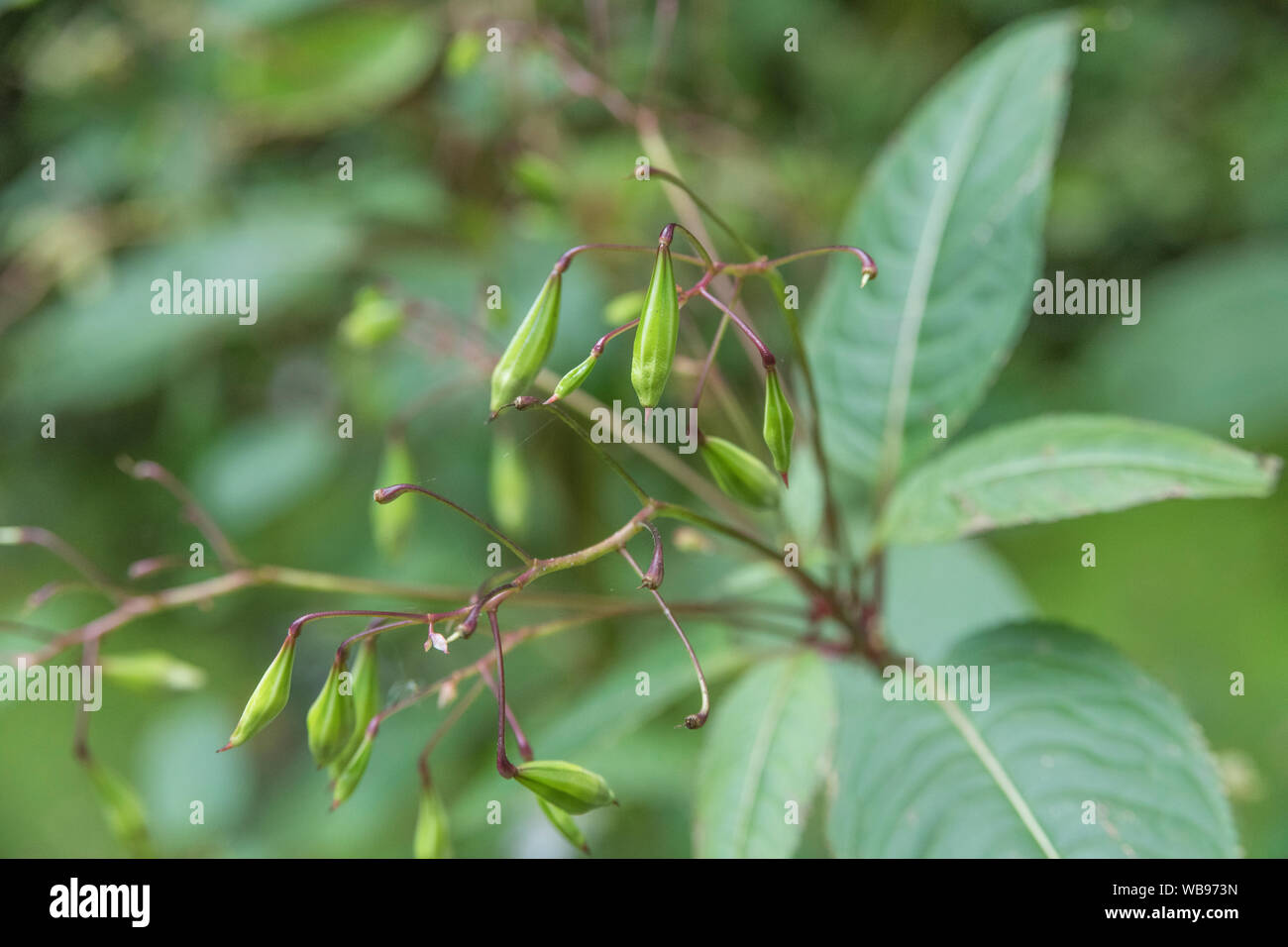 Forming seeds himalayan balsam hi-res stock photography and images - Alamy