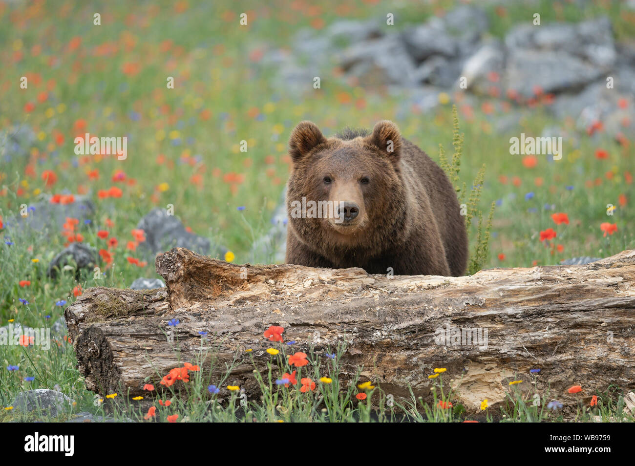 Brown bear in a wildlife park among spring flowers Stock Photo - Alamy