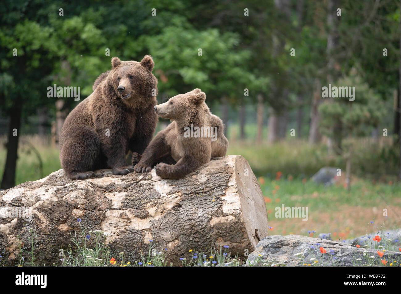 Brown bear in a wildlife park among spring flowers Stock Photo - Alamy