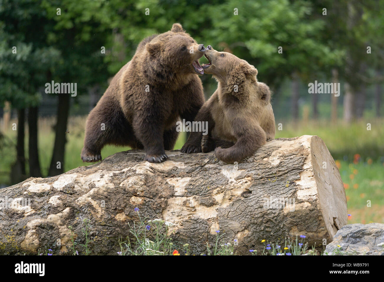 Brown bear in a wildlife park among spring flowers Stock Photo - Alamy