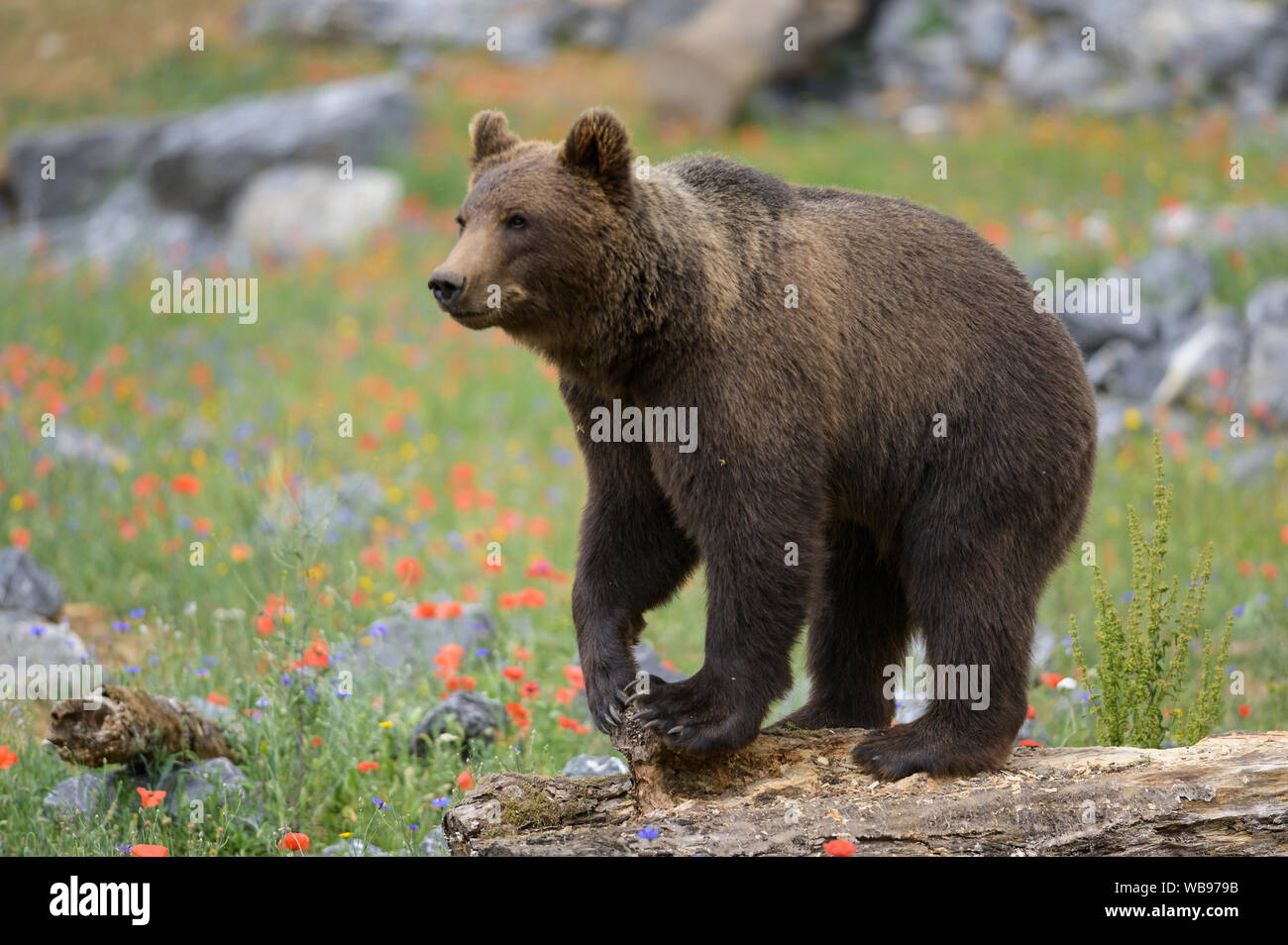 Brown bear in a wildlife park among spring flowers Stock Photo - Alamy
