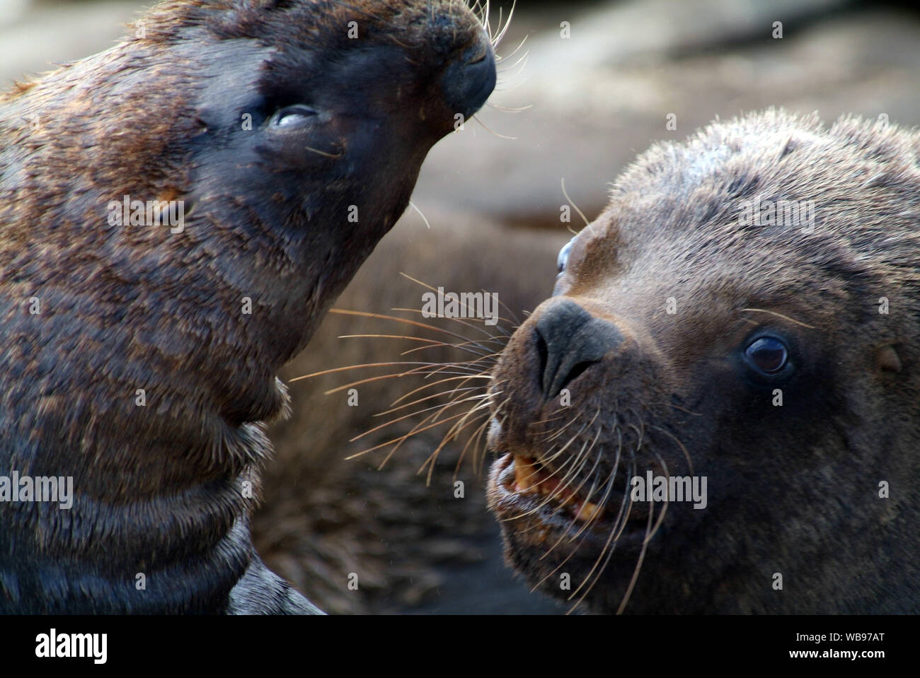 The sea wolves hi-res stock photography and images - Alamy