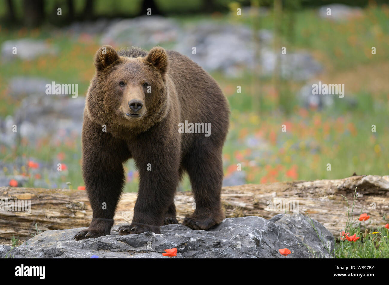 Strong bear hi-res stock photography and images - Alamy