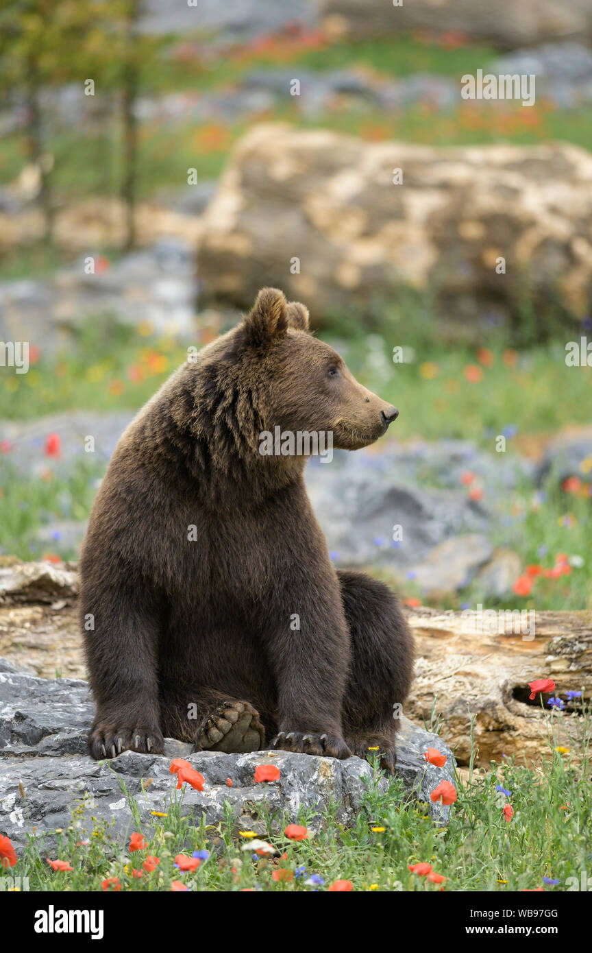 Brown bear in a wildlife park among spring flowers Stock Photo - Alamy