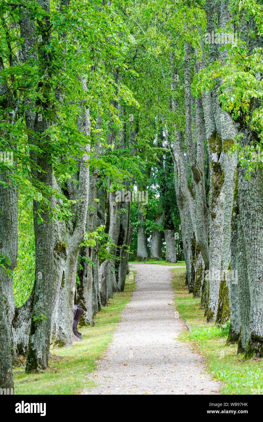 tree alley in summer with a gravel path, park road perspective with ...