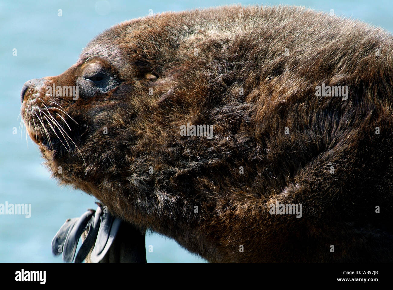 Young baby sea wolf muzzle, taking advantage of the sun, and scratching ...