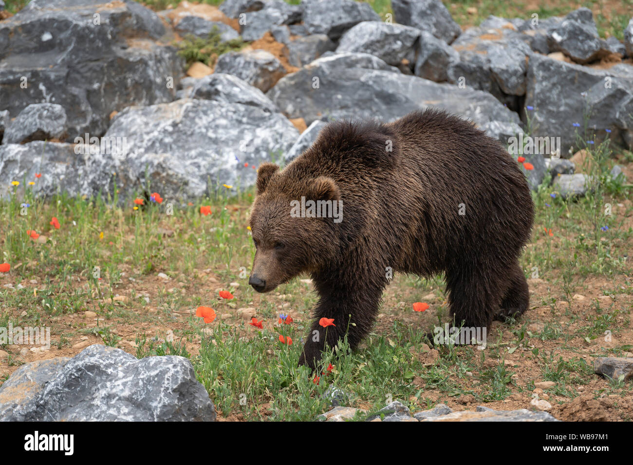 Brown bear in a wildlife park among spring flowers Stock Photo - Alamy