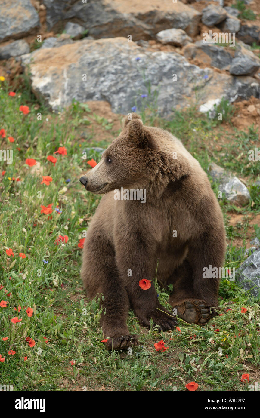 Brown bear in a wildlife park among spring flowers Stock Photo - Alamy