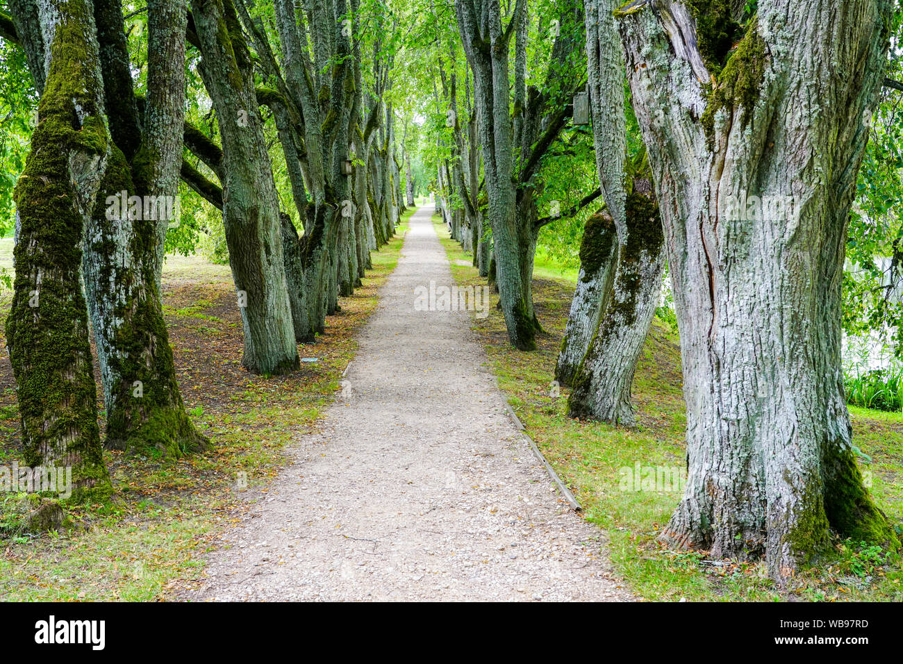 tree alley in summer with a gravel path, park road perspective with ...