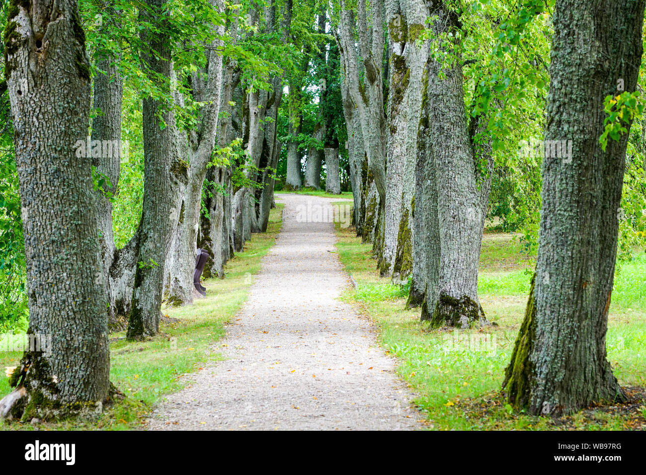 tree alley in summer with a gravel path, park road perspective with ...