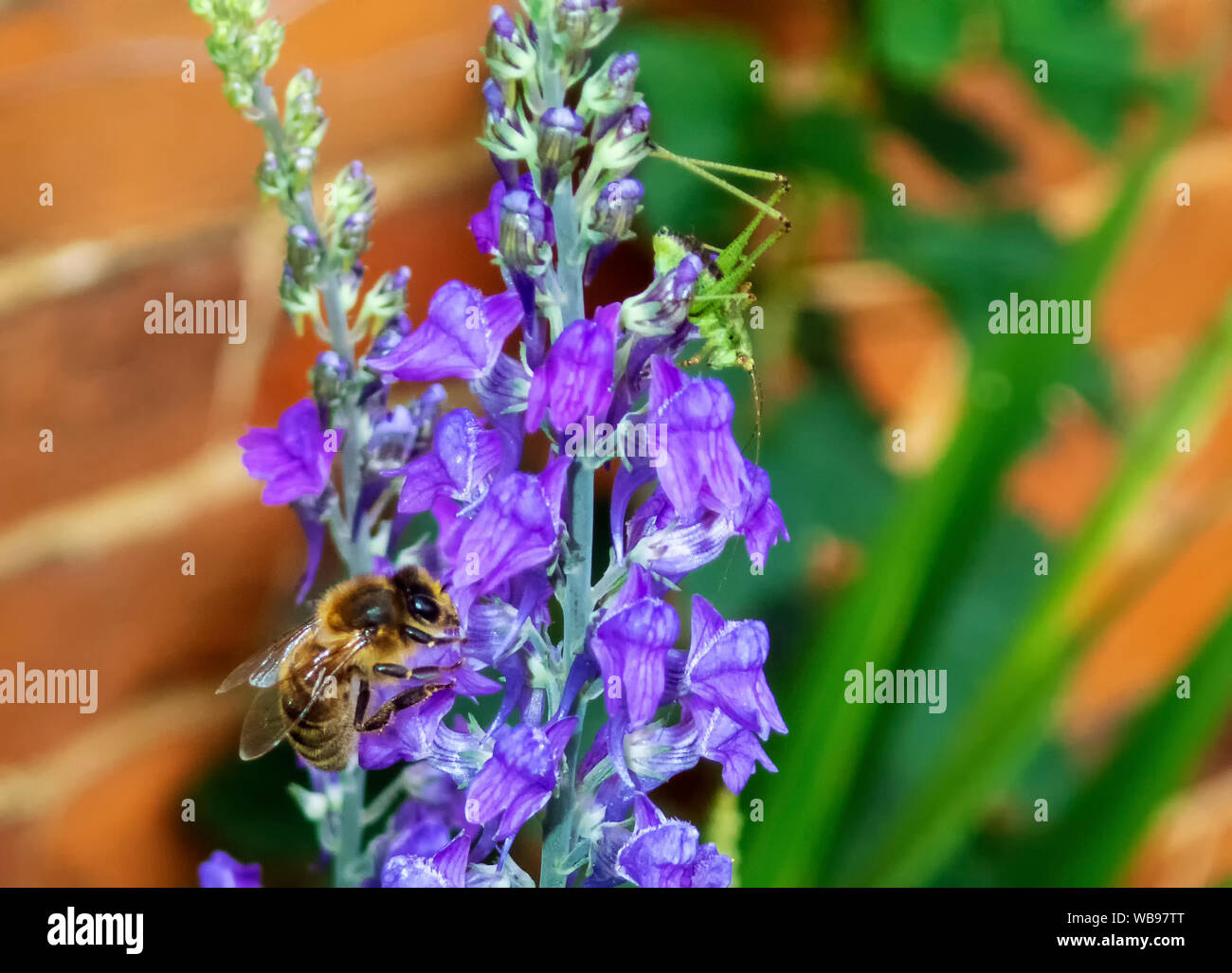 Honeybee apis mellifera pollinated hi-res stock photography and images ...