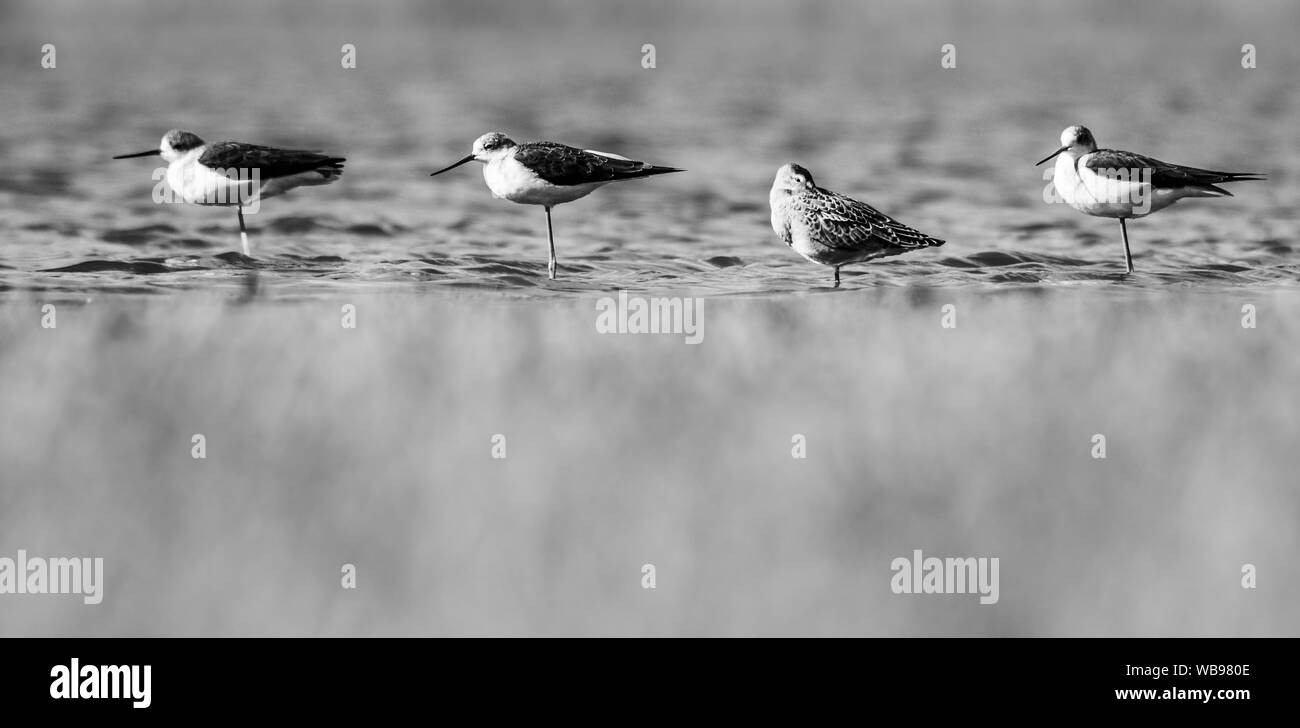 The four musketeers hi-res stock photography and images - Alamy