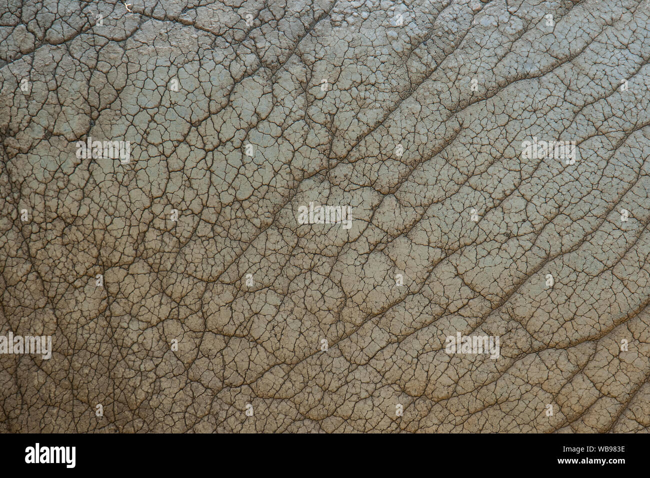 African bush elephant (Loxodonta africana) skin, an epic african mammal ...