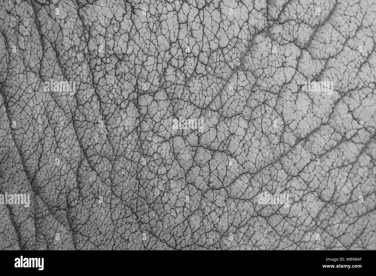 African bush elephant (Loxodonta africana) skin, an epic african mammal ...