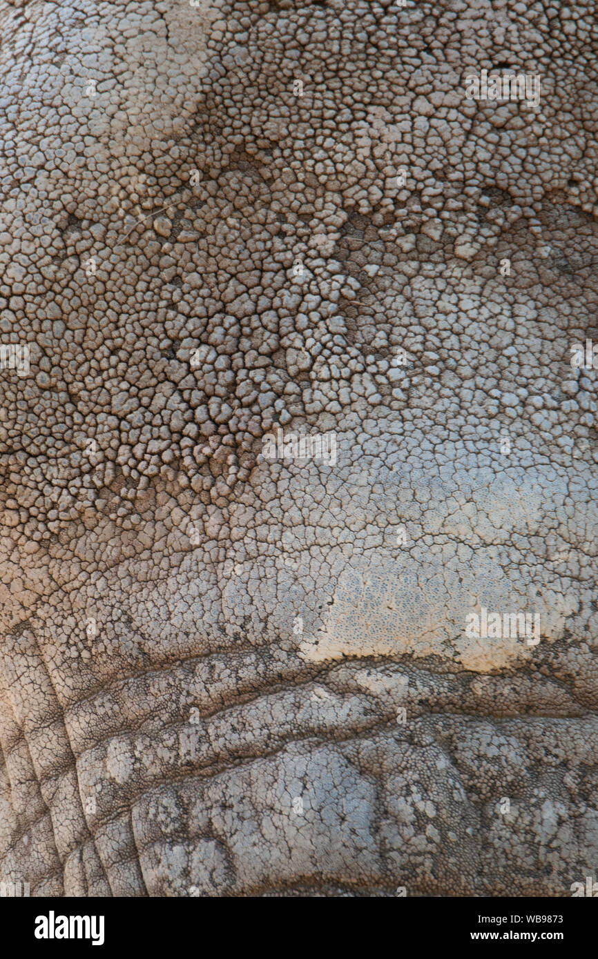 African bush elephant (Loxodonta africana) skin, an epic african mammal ...