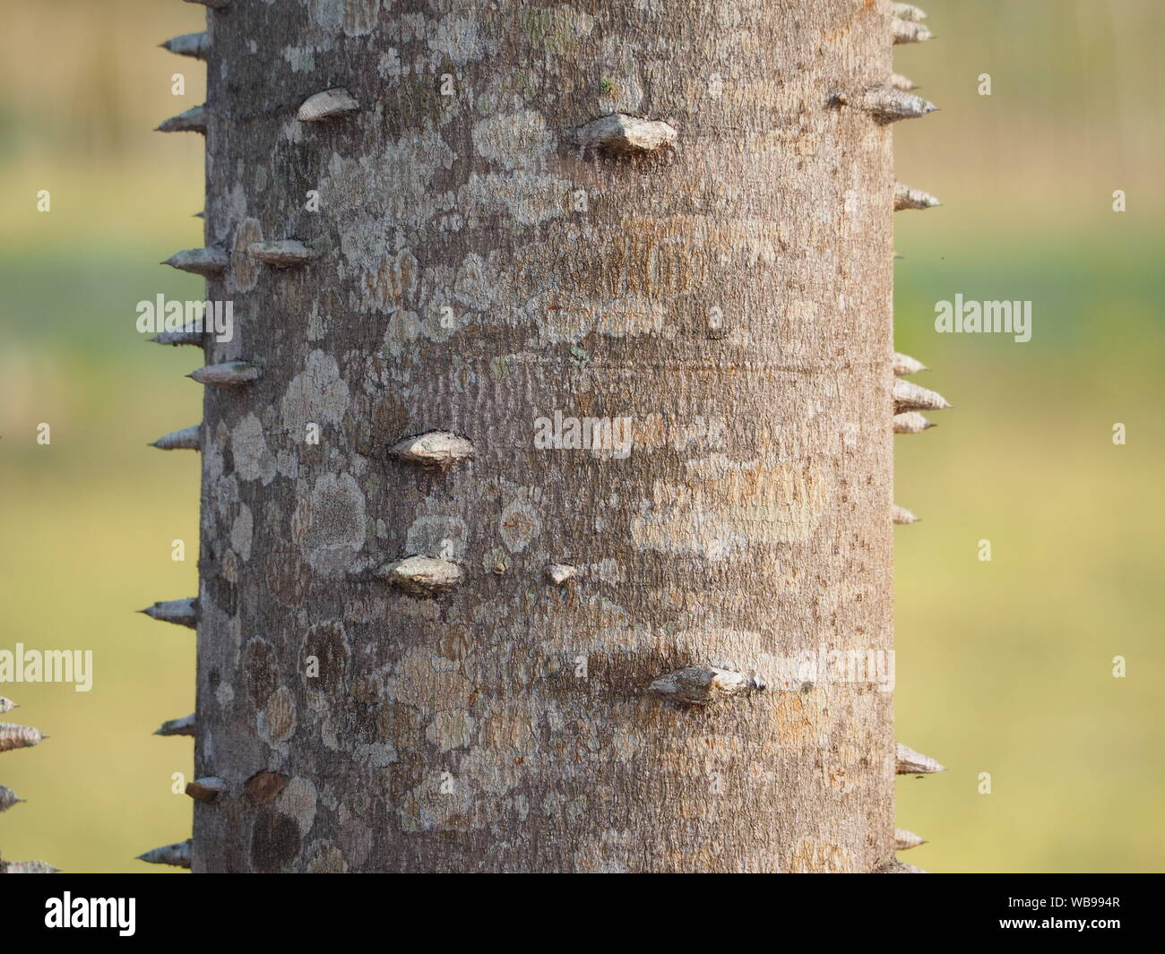 Tree trunk with spikes. Very sharp spikes. Growing in the Dominican ...