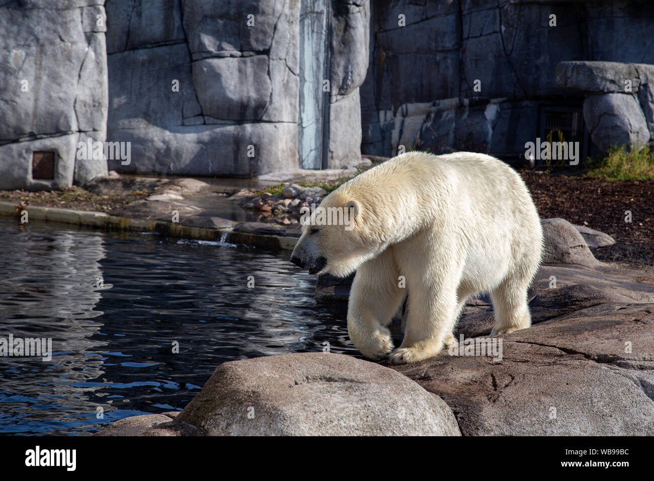 Polar Bear in Copenhagen Zoo Stock Photo - Alamy