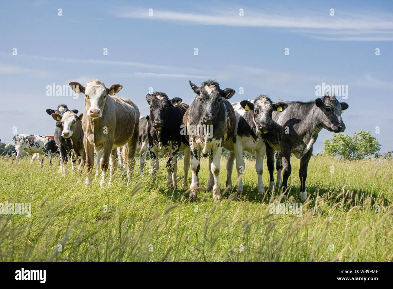 Cattle farming hi-res stock photography and images - Alamy