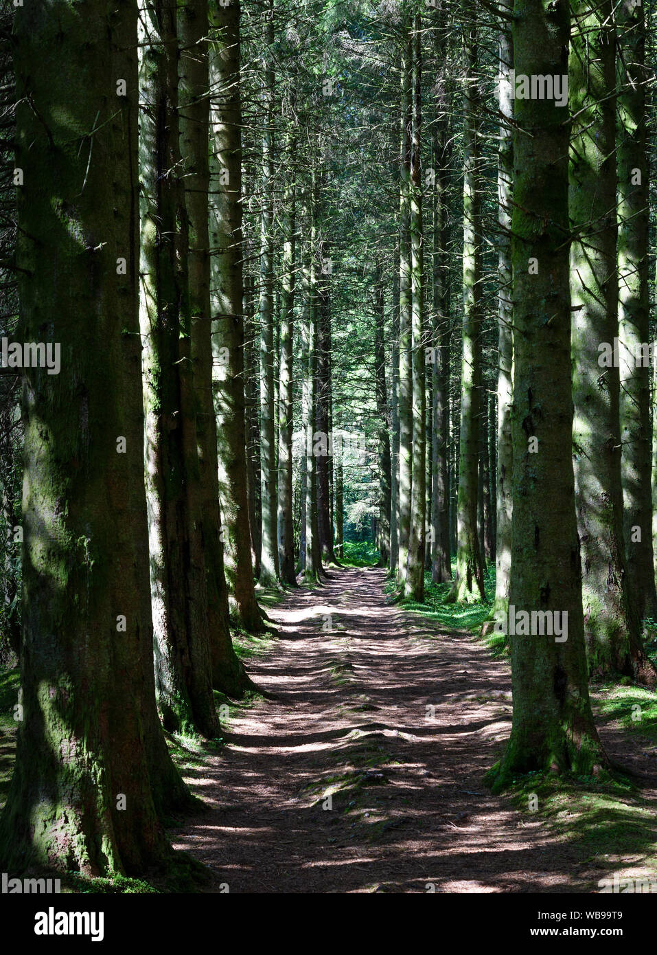 Forest path with pine trees hi-res stock photography and images - Alamy