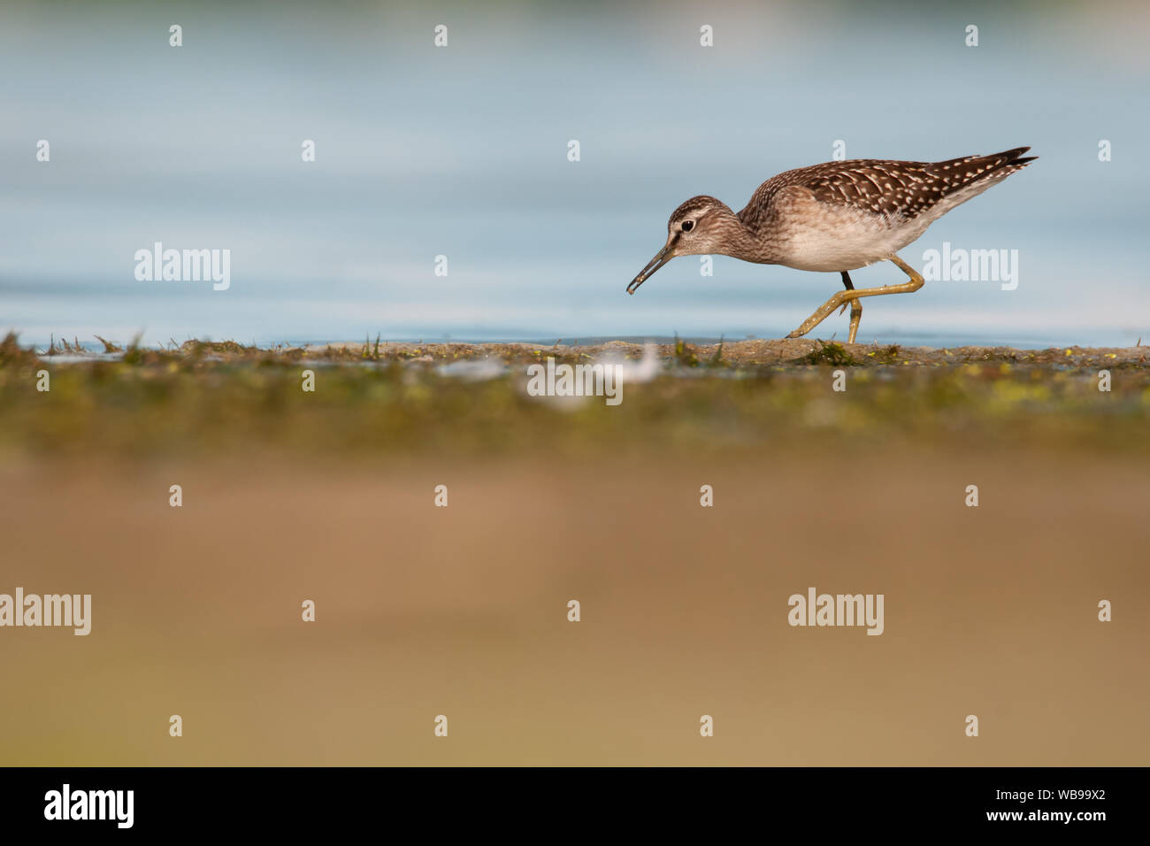 Wood sandpiper (Tringa glareola), a beautiful wading bird sitting by ...