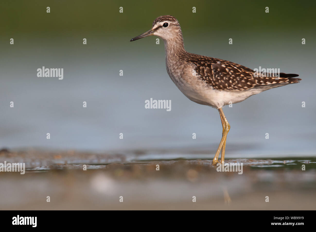 Wood sandpiper flying hi-res stock photography and images - Alamy